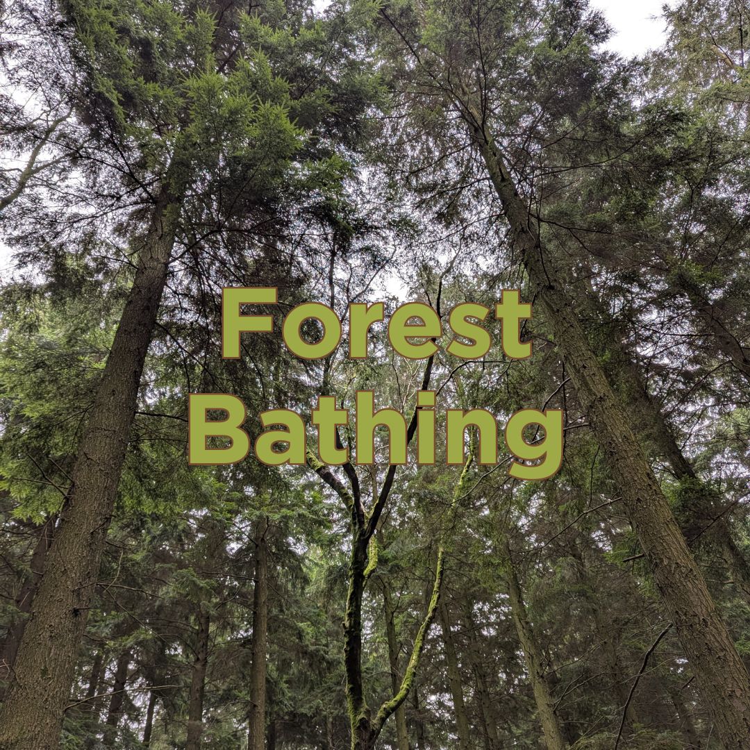 Forest Bathing introductory session | Things to do in Hampshire ...
