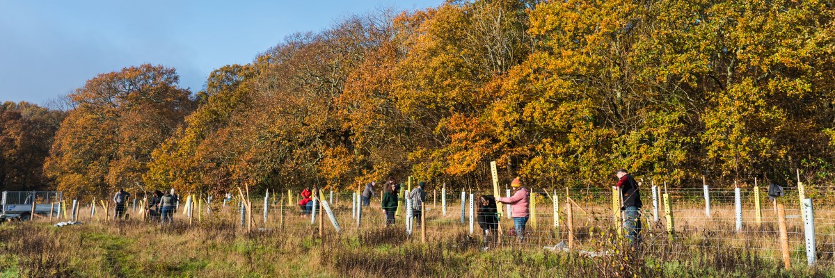 Join the Hampshire Million Tree Challenge! | Hampshire County Council